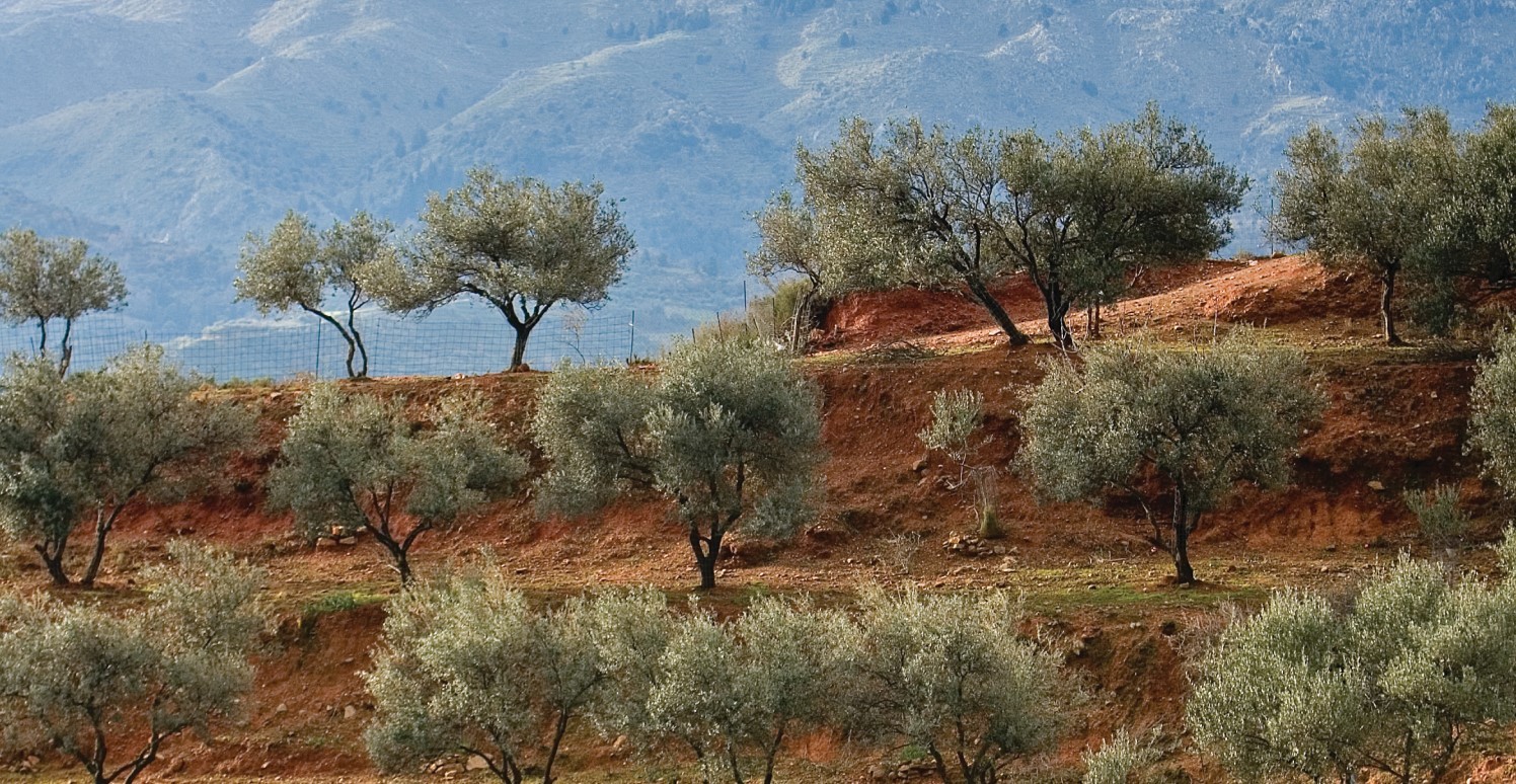 Η εικόνα της ελαιοπαραγωγής στη Μεσσηνία - Εγκατάλειψη γης και εργάτες ...