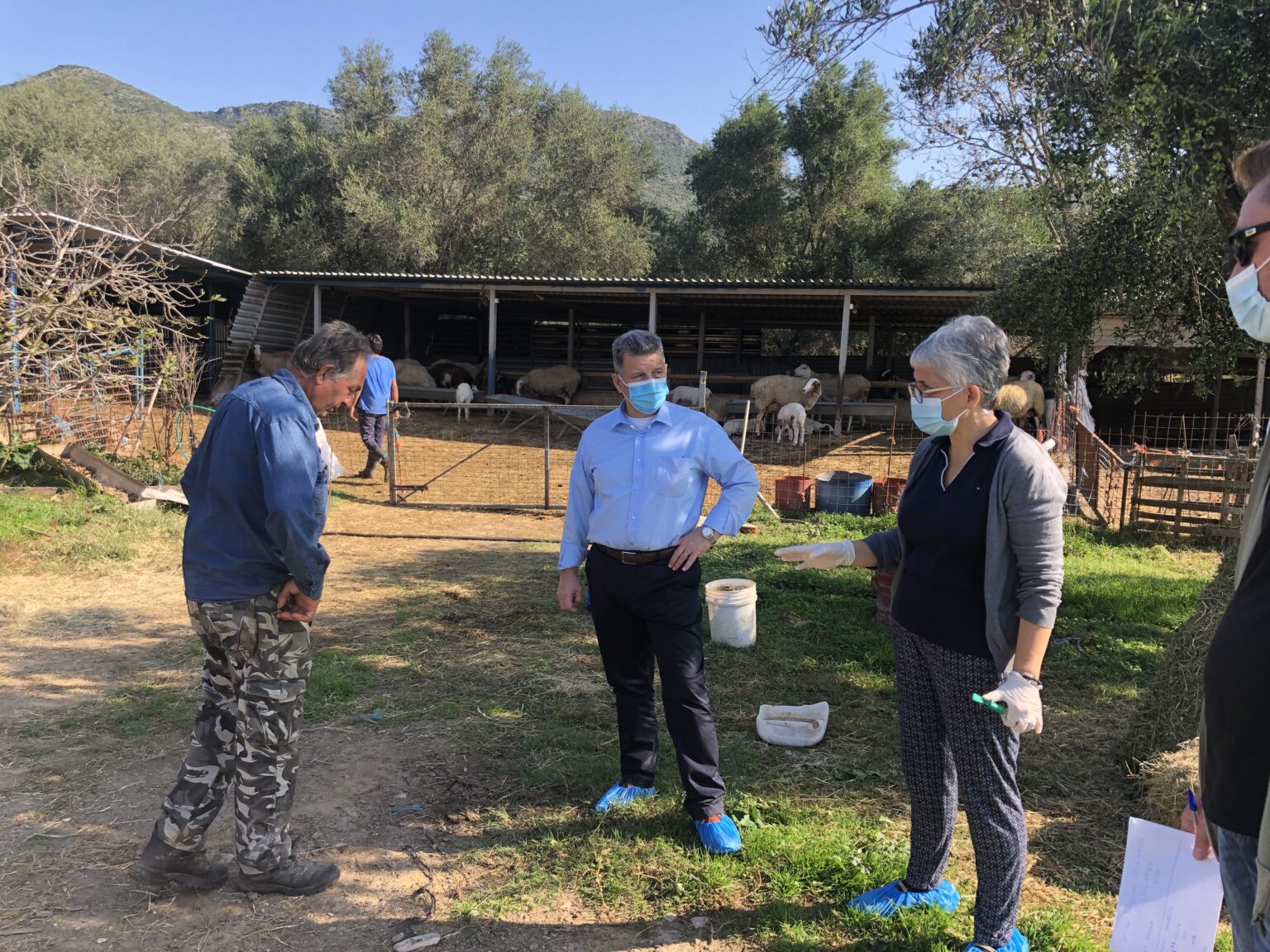 Σε συναγερμό κτηνοτρόφοι της Μεσσηνίας λόγω καταρροϊκού πυρετού ...