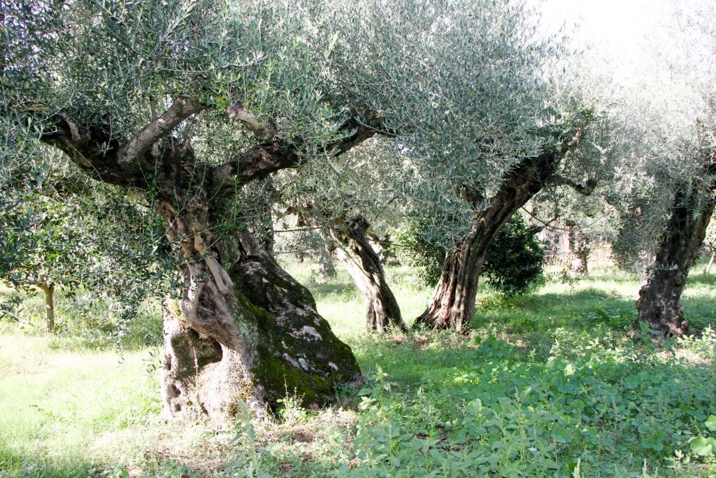 Στροφή στον αγροτουρισμό για την Καλαμάτα - ΕΦΗΜΕΡΙΔΑ ΘΑΡΡΟΣ
