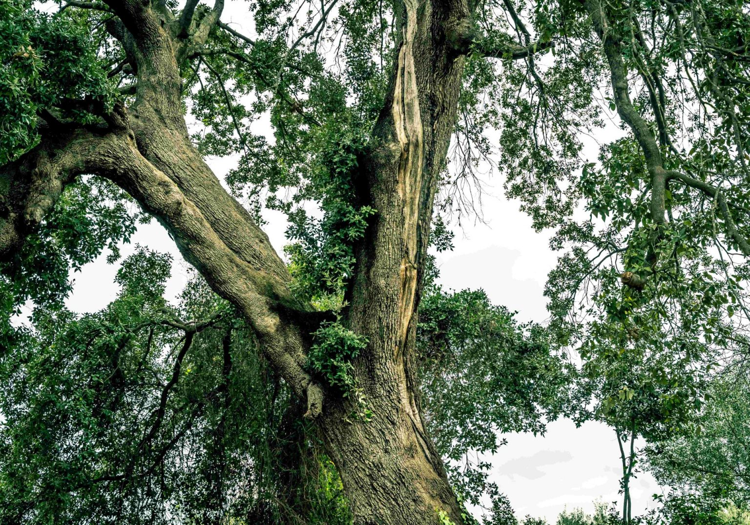 Κάτω Αμπελόκηποι: Κινδυνεύει η εμβληματική βελανιδιά της Νότιας ...
