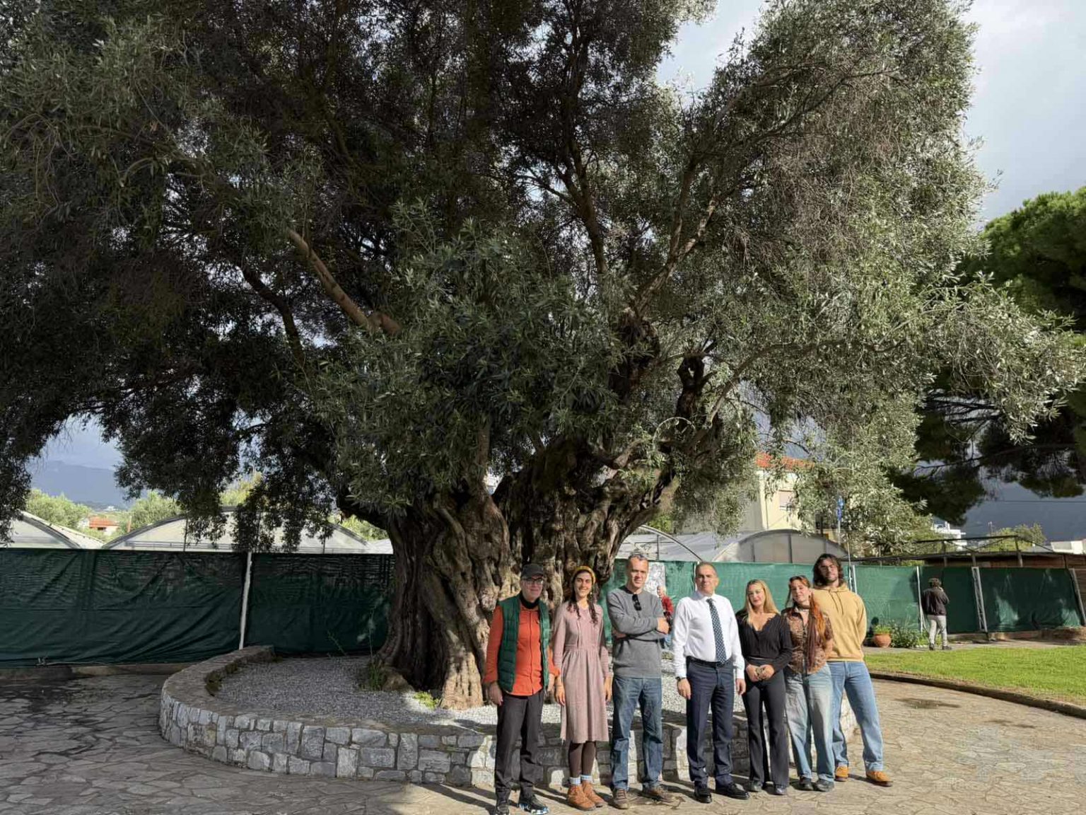 Η «Μάνα Ελιά» ξανασυστήνεται στο κοινό: Μια ζωντανή ρίζα ιστορίας στην ...