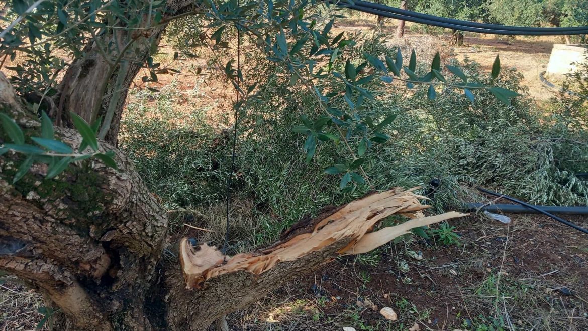 Πριν από τη Δήλωση Συγκομιδής γίνεται δήλωση ελαιοδέντρων - ΕΦΗΜΕΡΙΔΑ ...